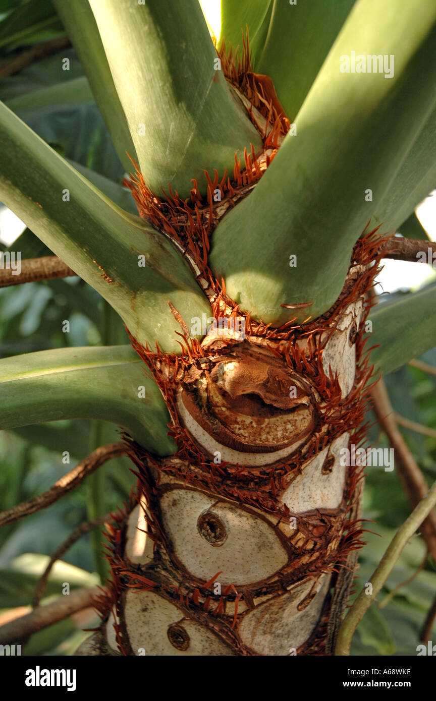 Lacy Tree Philodendron
