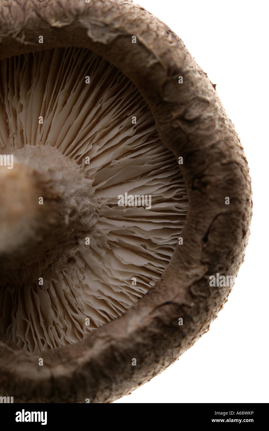 Mushroom Close up Stock Photo - Alamy
