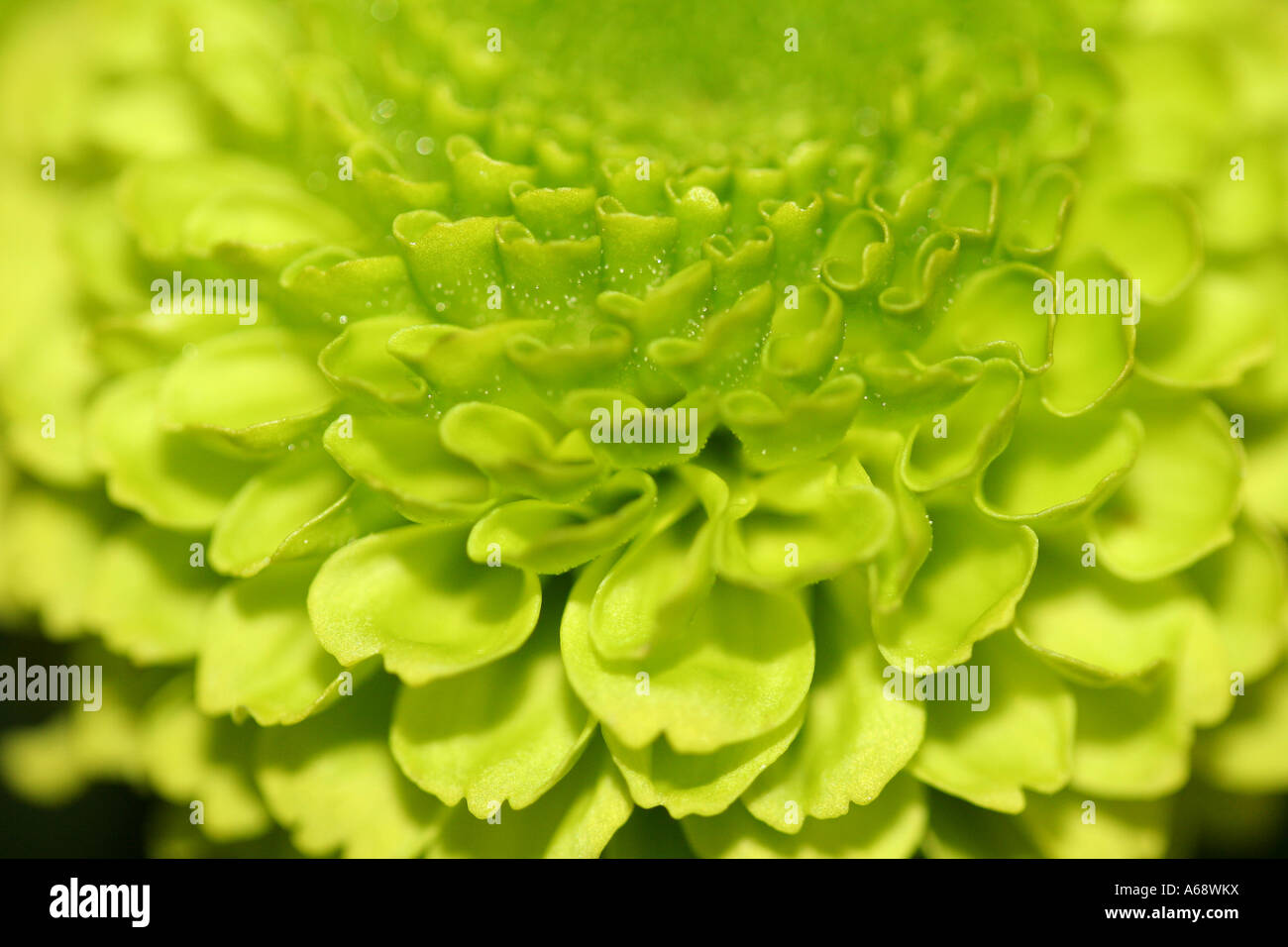 close up of green flower Stock Photo - Alamy