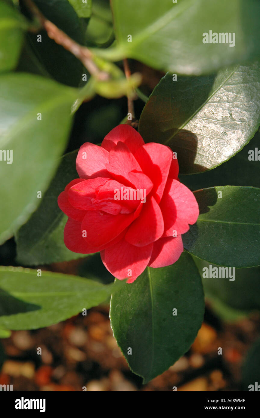 Camellia Japonica var Lady Campbell Common camellia Stock Photo - Alamy