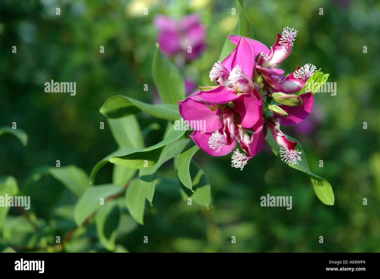 Polygala dalmaisiana Sweet Pea Shrub Stock Photo - Alamy