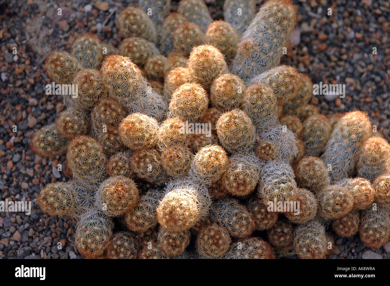 Cactus spines prickle prickles hi-res stock photography and images - Alamy