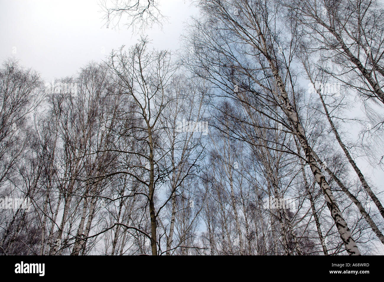 Birch trees forest in Poland Stock Photo - Alamy