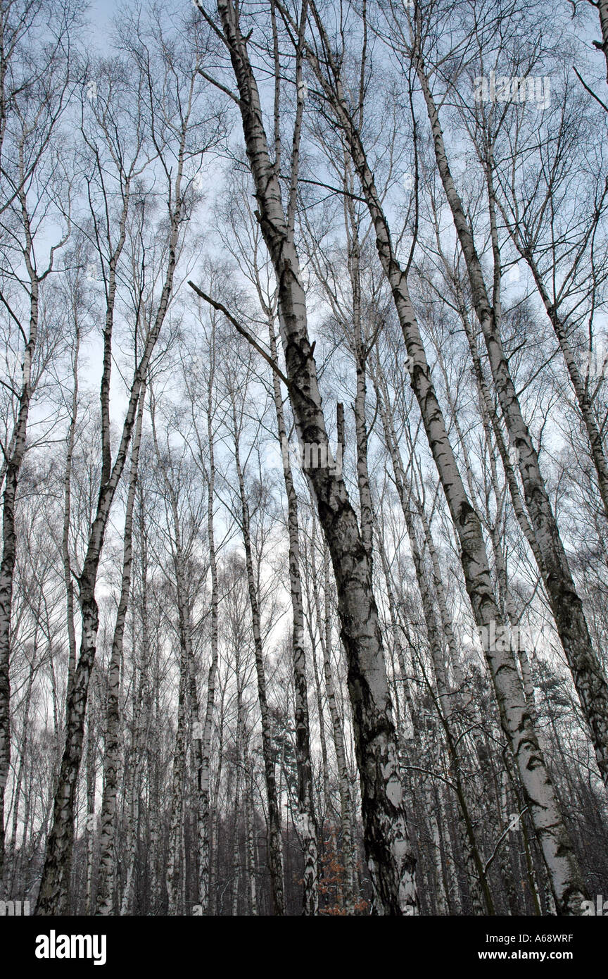 Birchtrees hi-res stock photography and images - Alamy