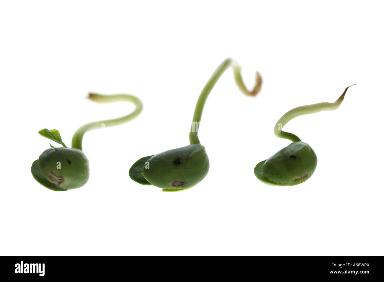 Three bean sprouts Stock Photo - Alamy