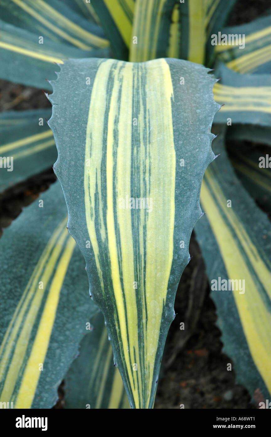 Agave Americana Century Plant Stock Photo - Alamy