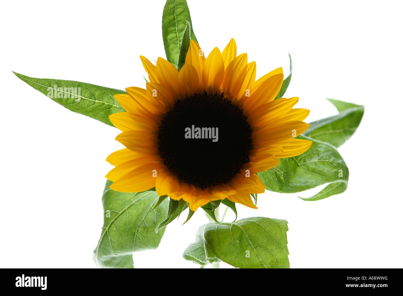 Sunflower Top view Stock Photo - Alamy