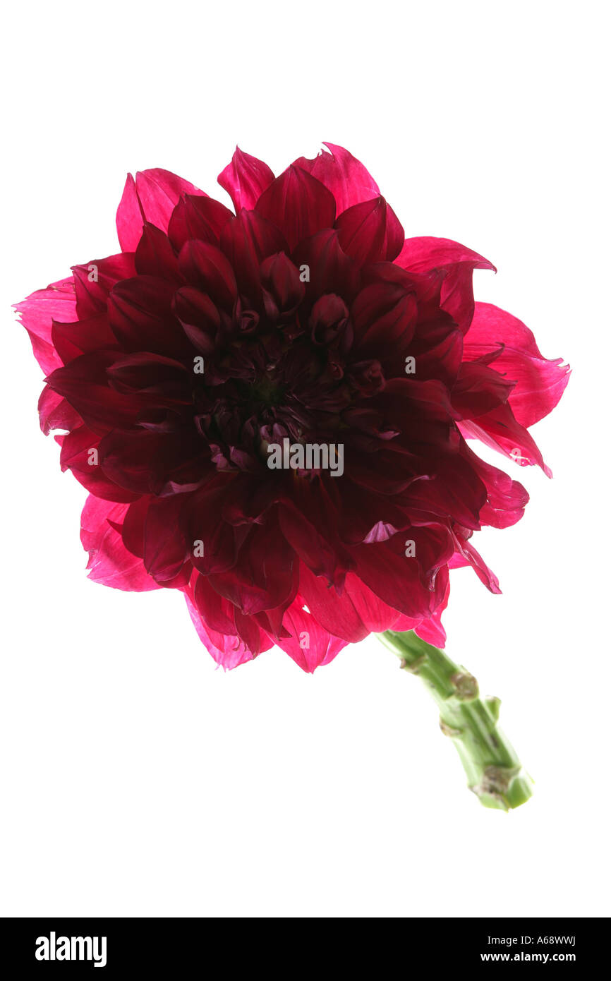 Peony top view Stock Photo - Alamy