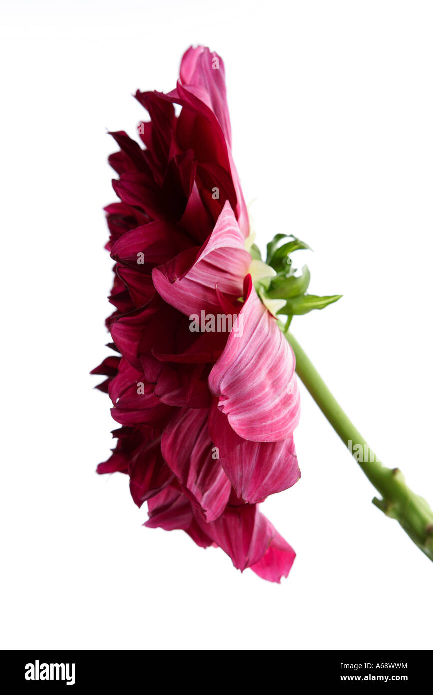 Pink peony flower side view Cut Out Stock Images & Pictures - Alamy