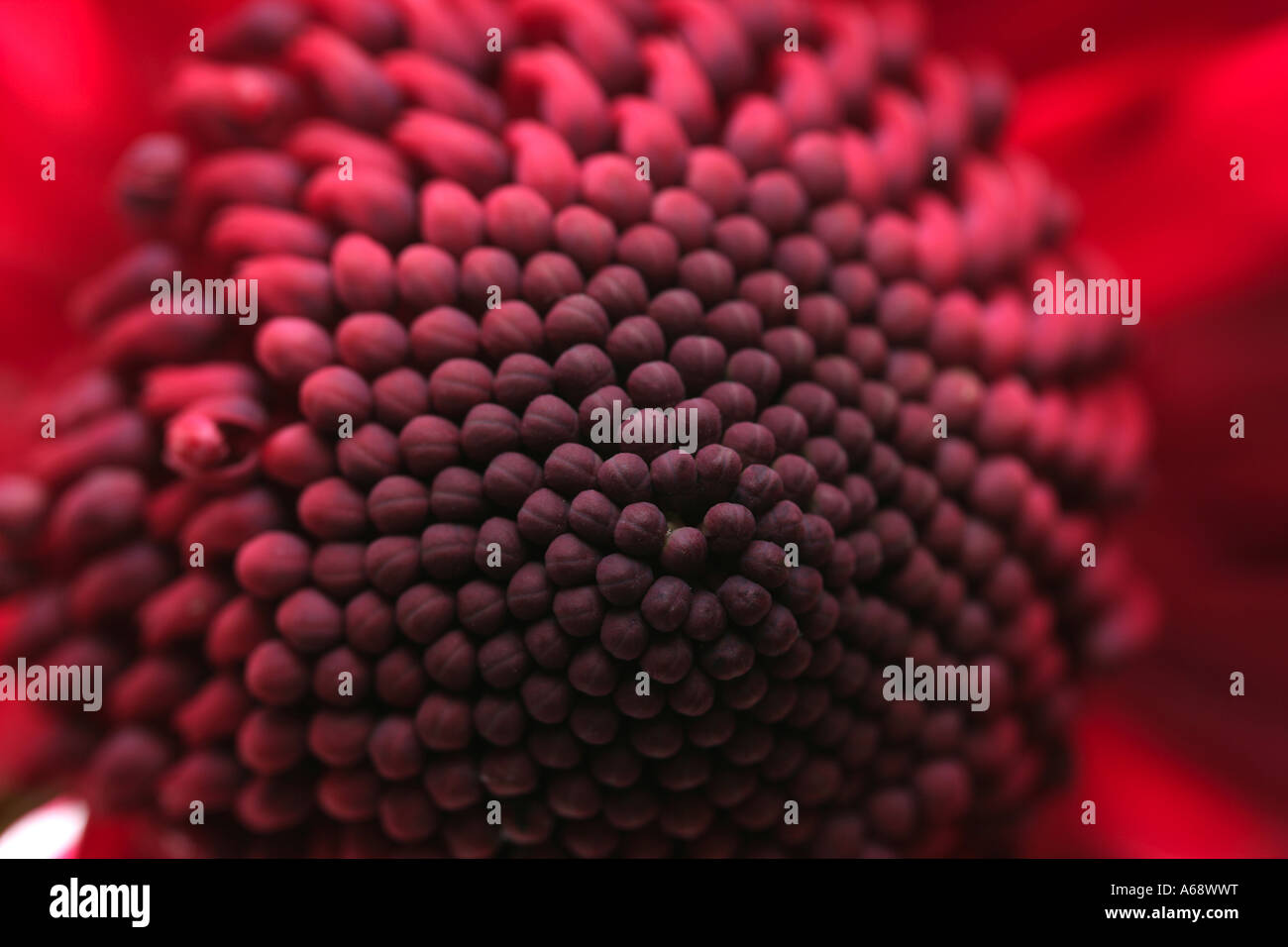 Red flower close up Stock Photo - Alamy