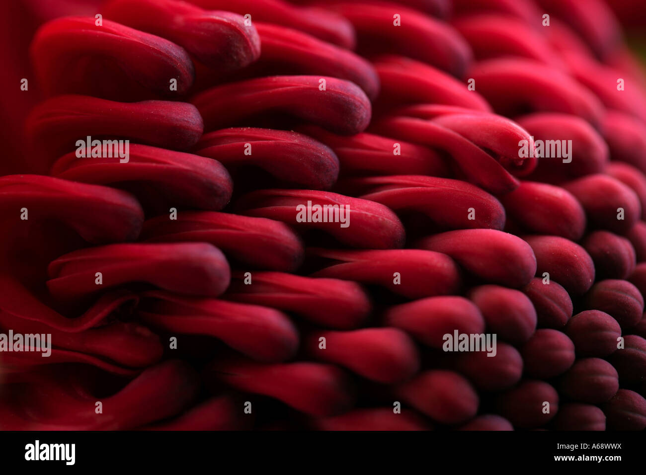 Red flower close up Stock Photo - Alamy
