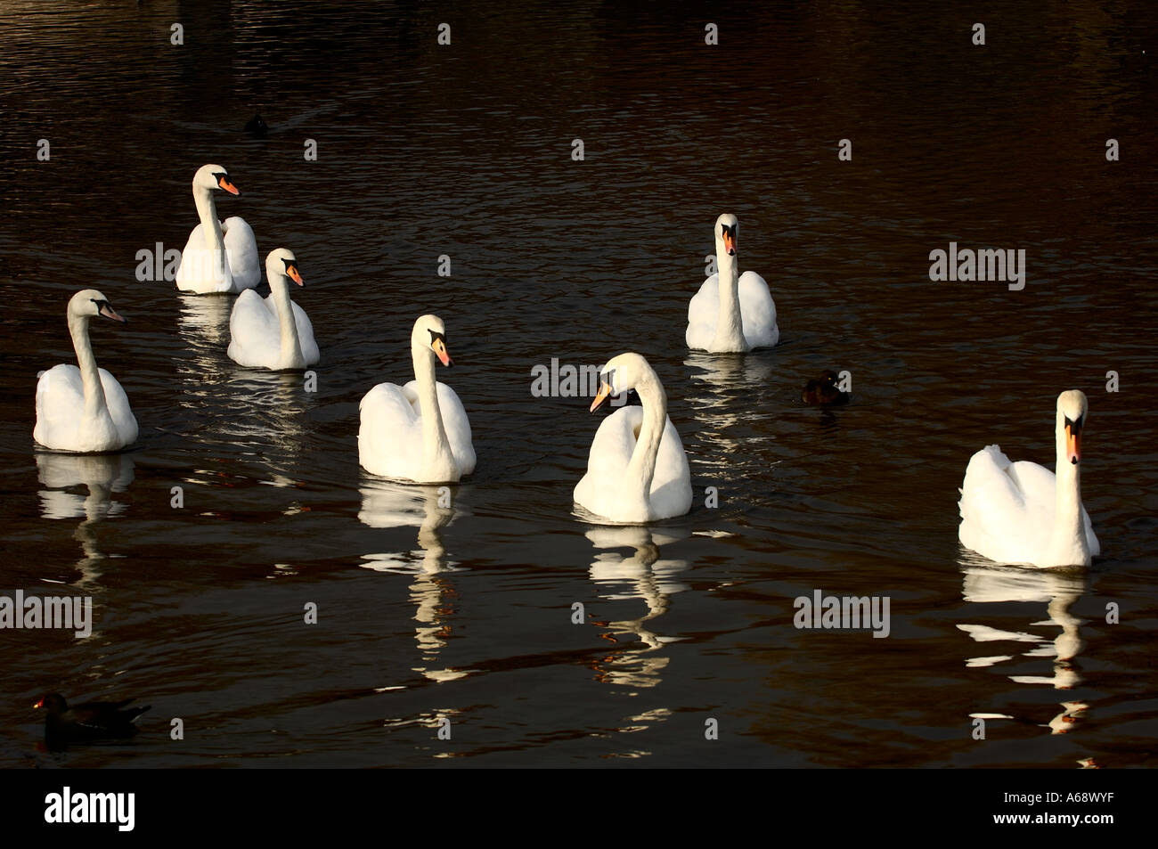 Swans group hi-res stock photography and images - Alamy