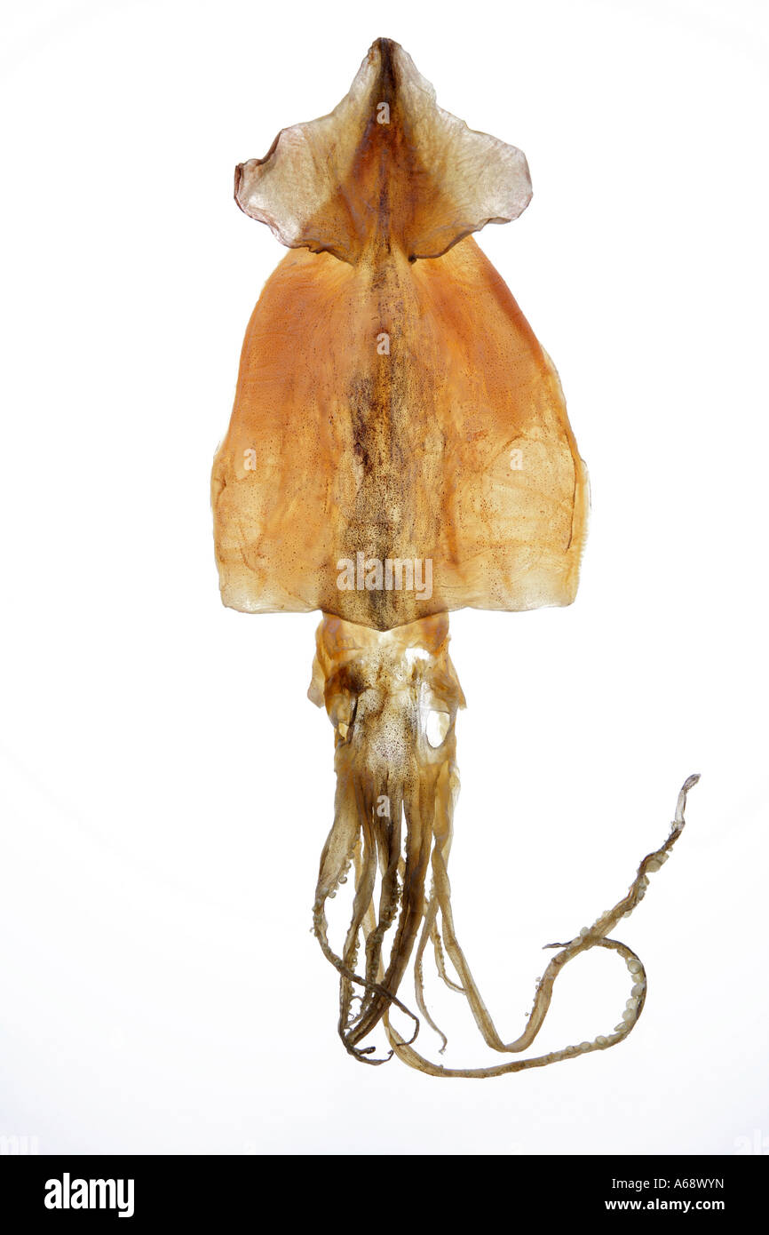 Dried cuttle fish Stock Photo - Alamy
