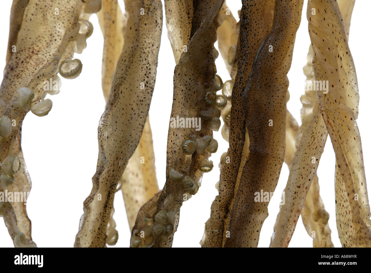 Dried cuttle fish close up Stock Photo - Alamy