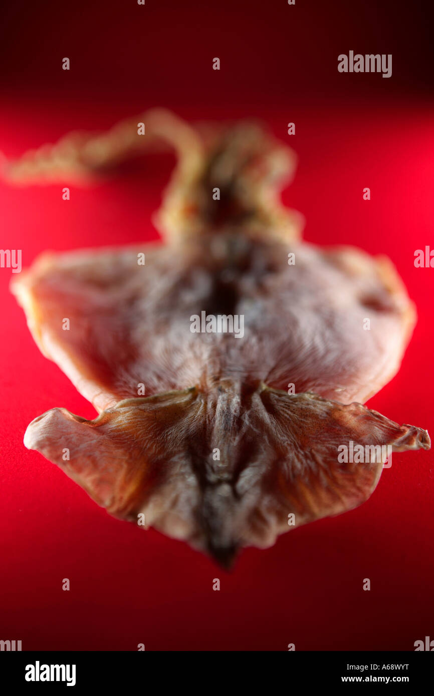 Dried cuttle fish on red surface Stock Photo - Alamy