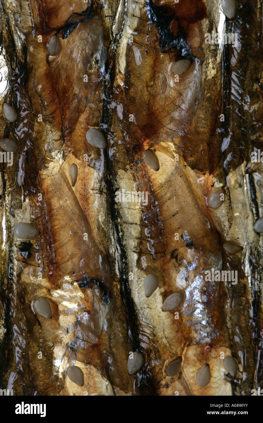 Dried fish close up Stock Photo - Alamy
