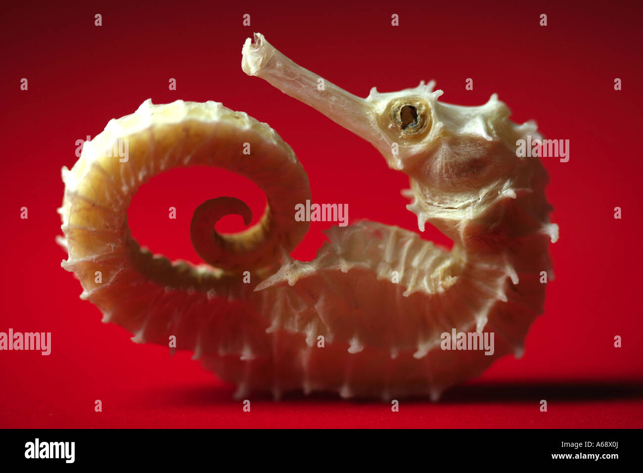 Dried seahorse side view Stock Photo - Alamy