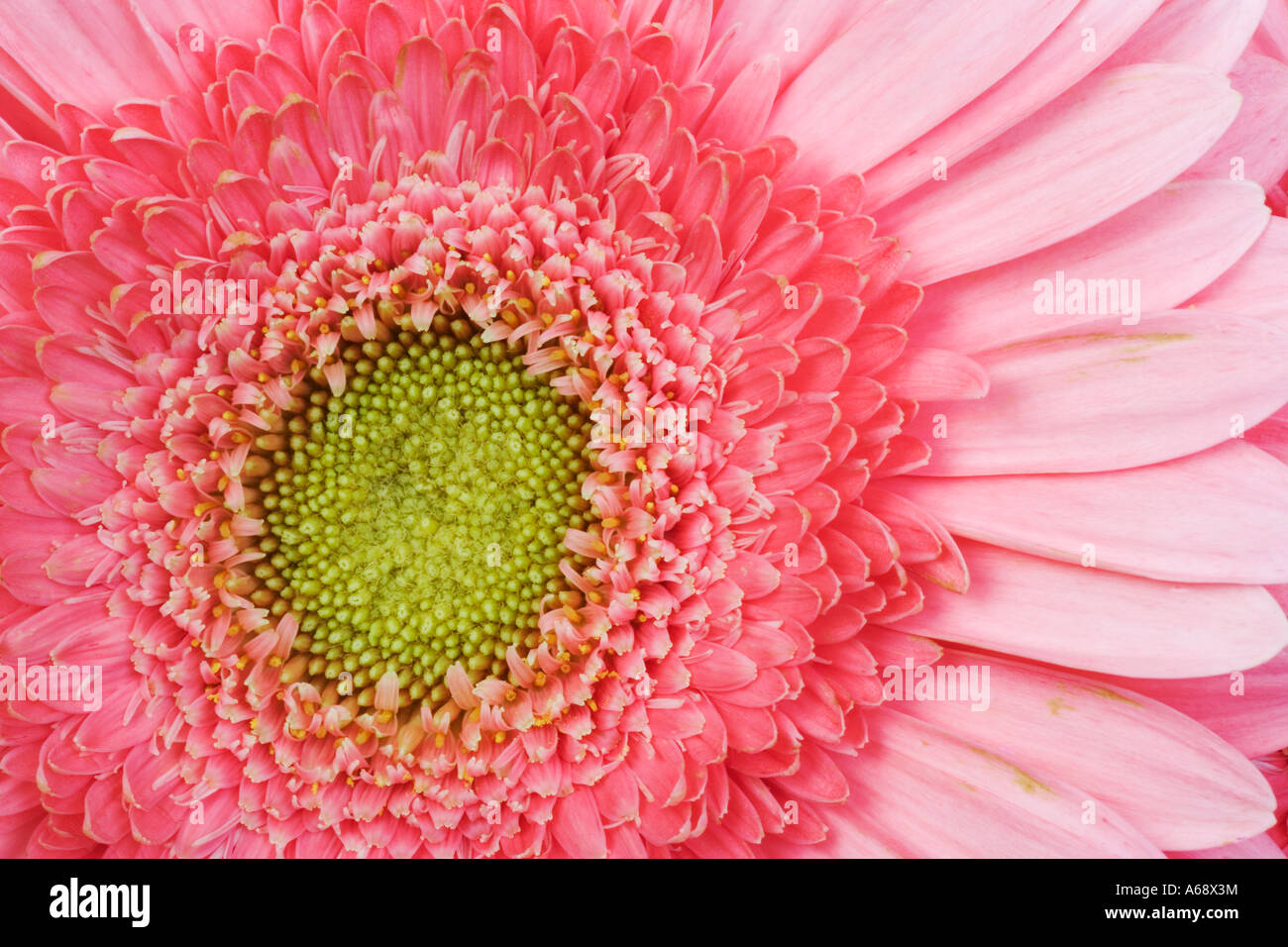 Barberton Daisy Gerbera Gerbera jamesonii Close up. Indigenous to South ...