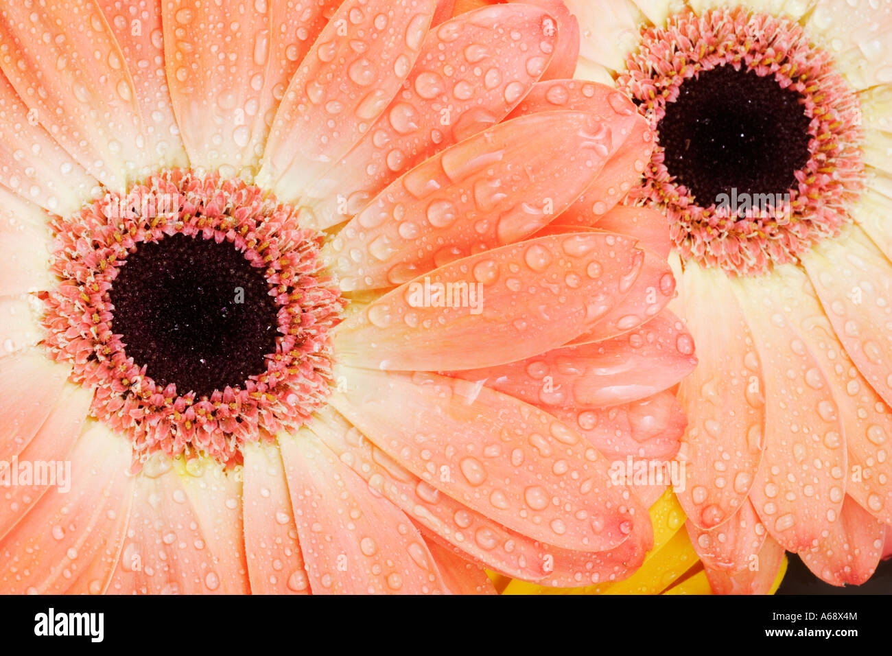 Barberton Daisy Gerbera Gerbera jamesonii Close up. Indigenous to South ...