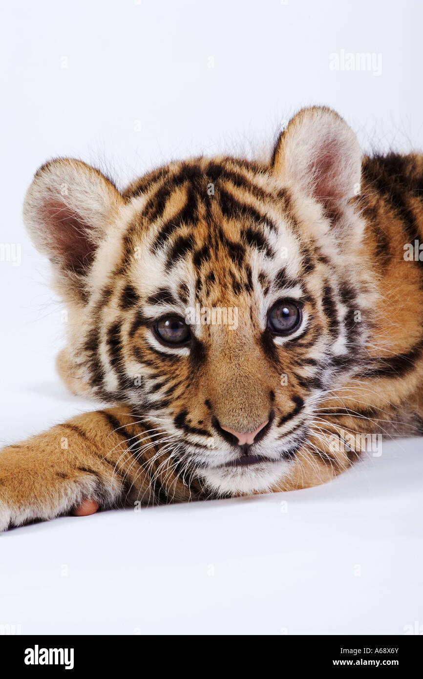 Tiger Panthera tigris Portrait of a two month old cub Distribution Asia ...