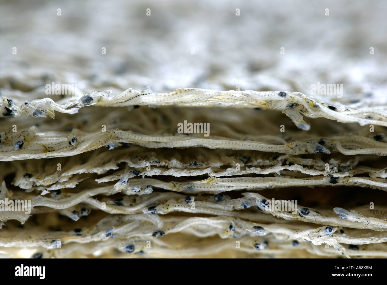 Dried whitebait close up Stock Photo - Alamy