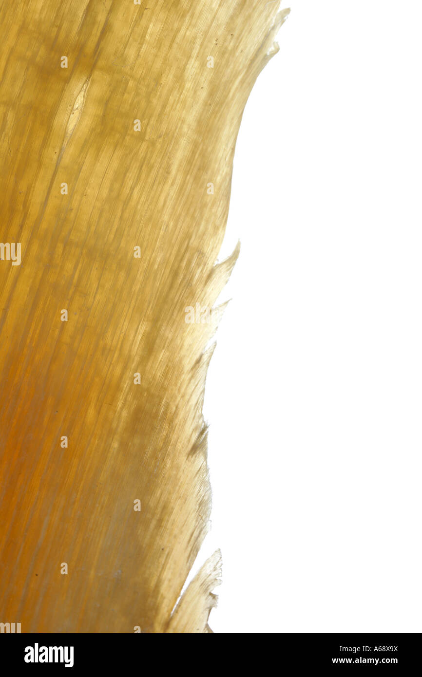 Shark s fin close up Stock Photo - Alamy