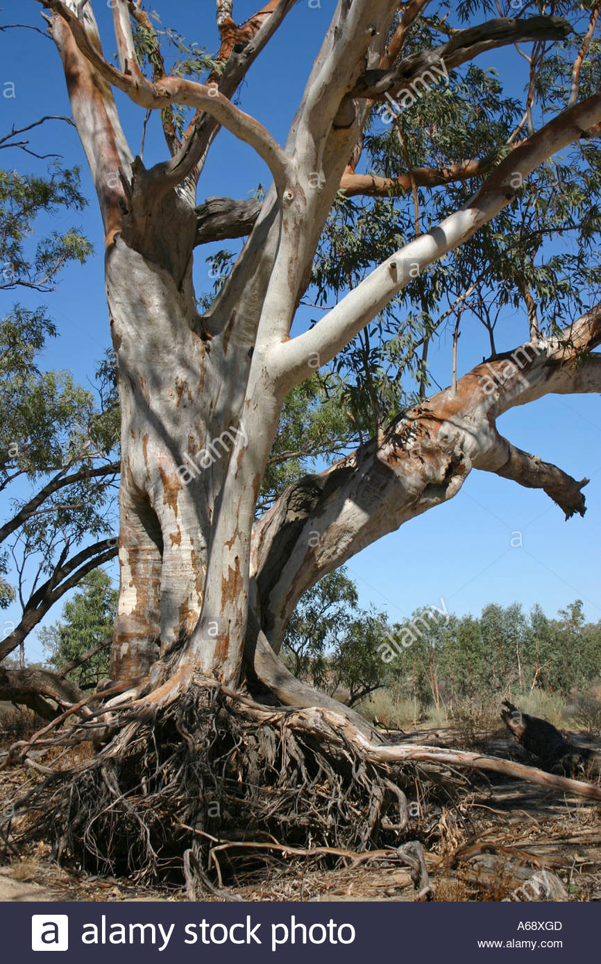 Are Gum Tree Roots Invasive at Ruby Dougharty blog