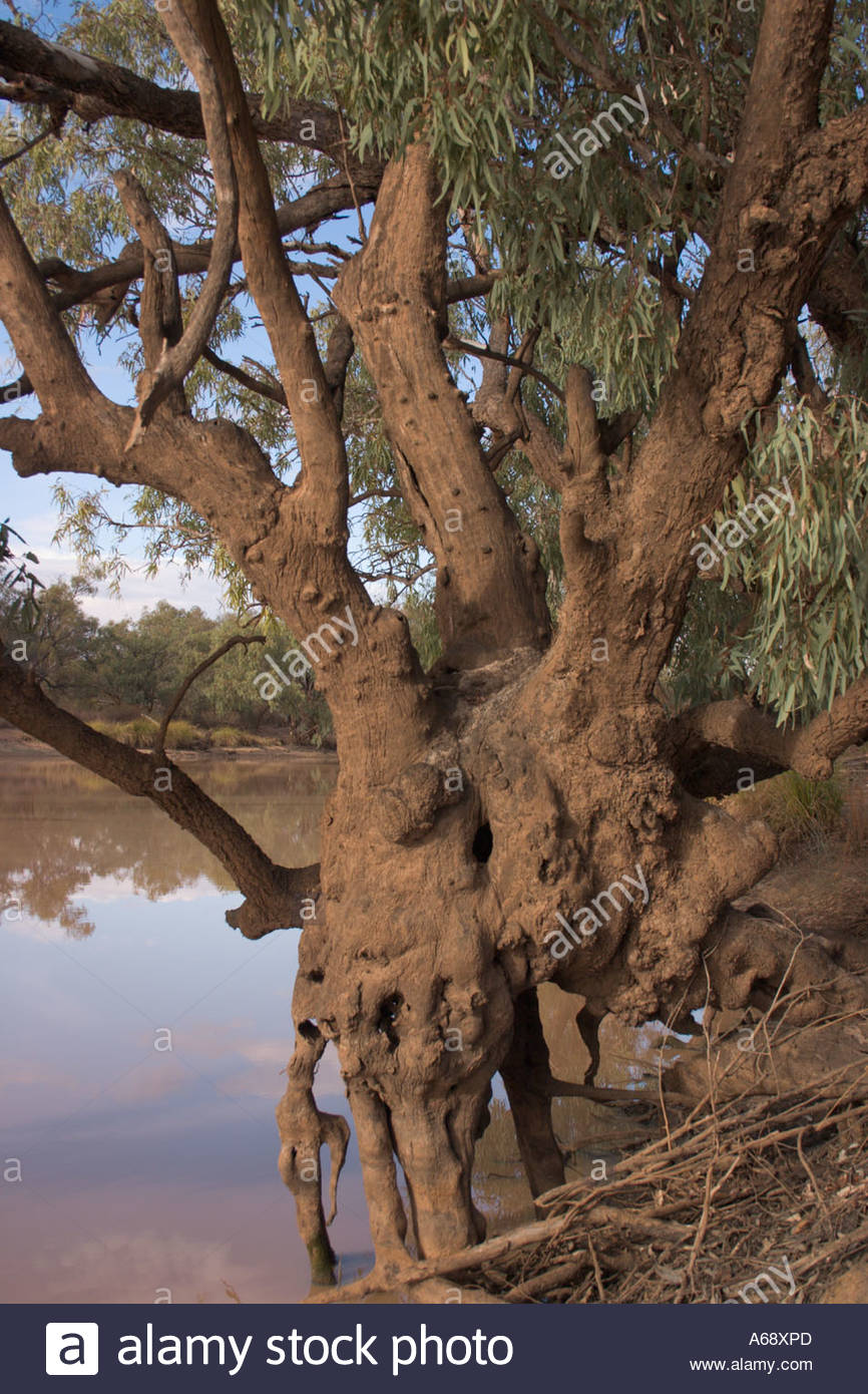 Coolibah Tree Stock Photos & Coolibah Tree Stock Images - Alamy