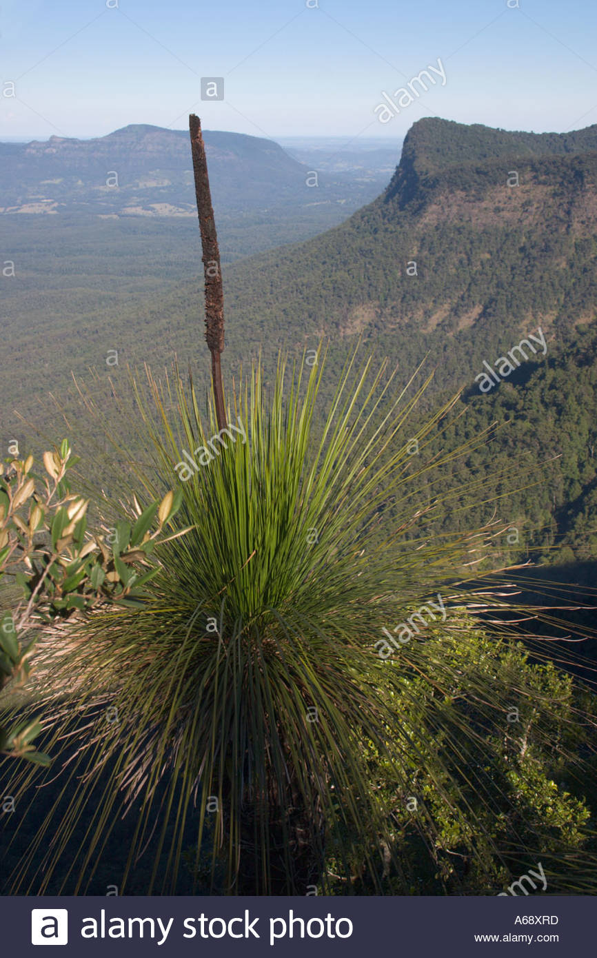 Border Ranges National Park Stock Photos & Border Ranges National Park ...