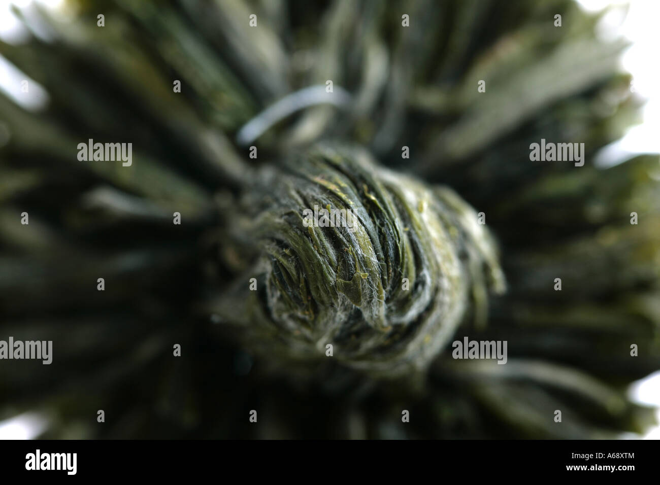 Seaweed close up Stock Photo - Alamy