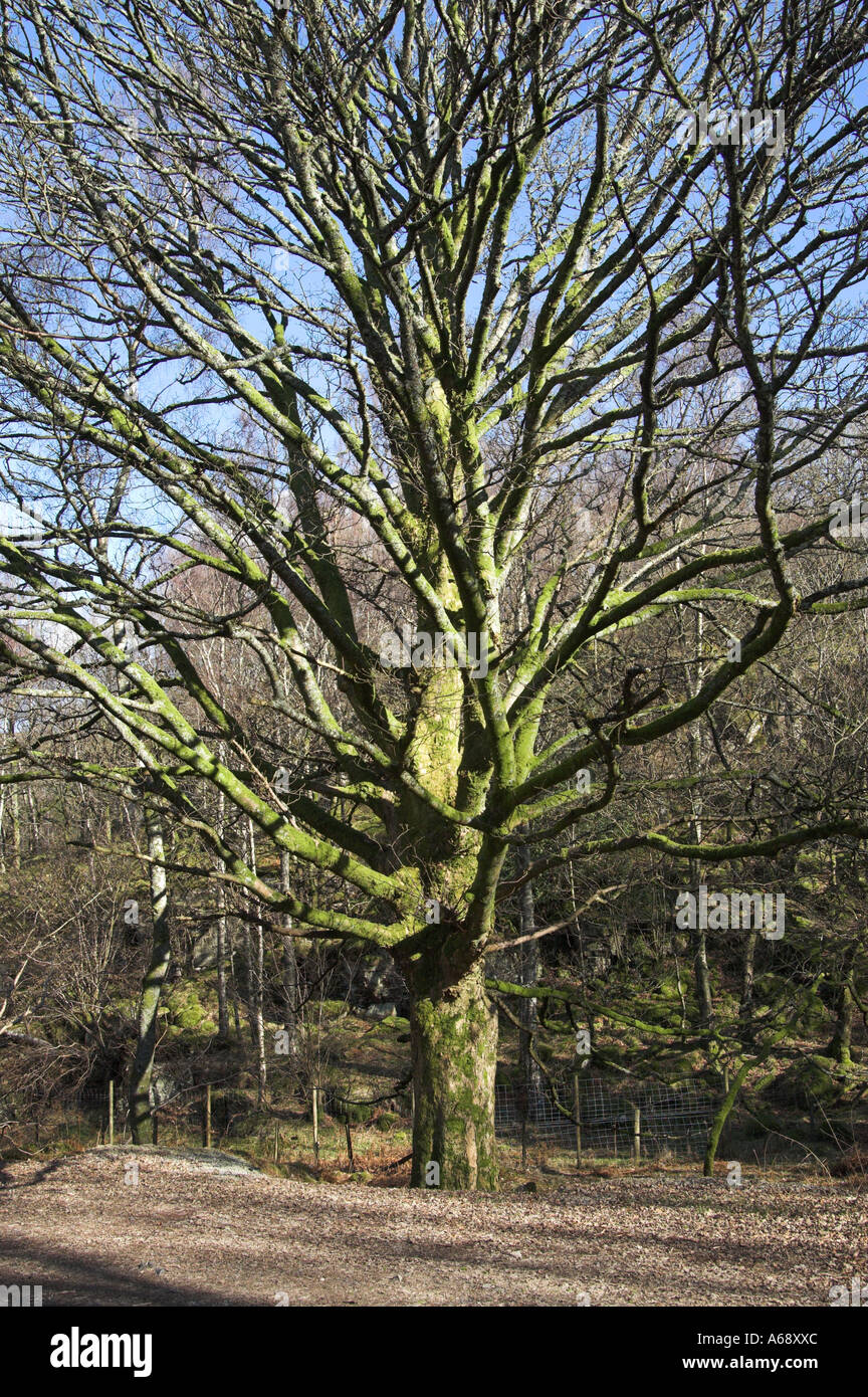 Large beech tree at Surprise View, Derwent Water Stock Photo - Alamy