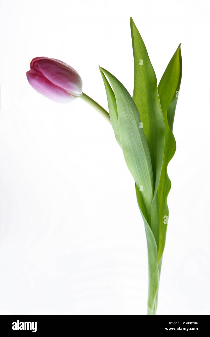 Pink Tulip Side view Stock Photo - Alamy