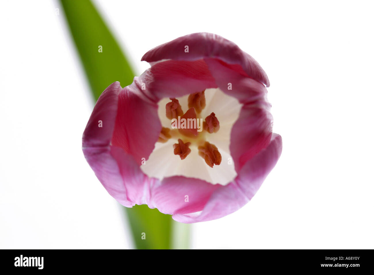 Pink Tulip Top view Stock Photo - Alamy