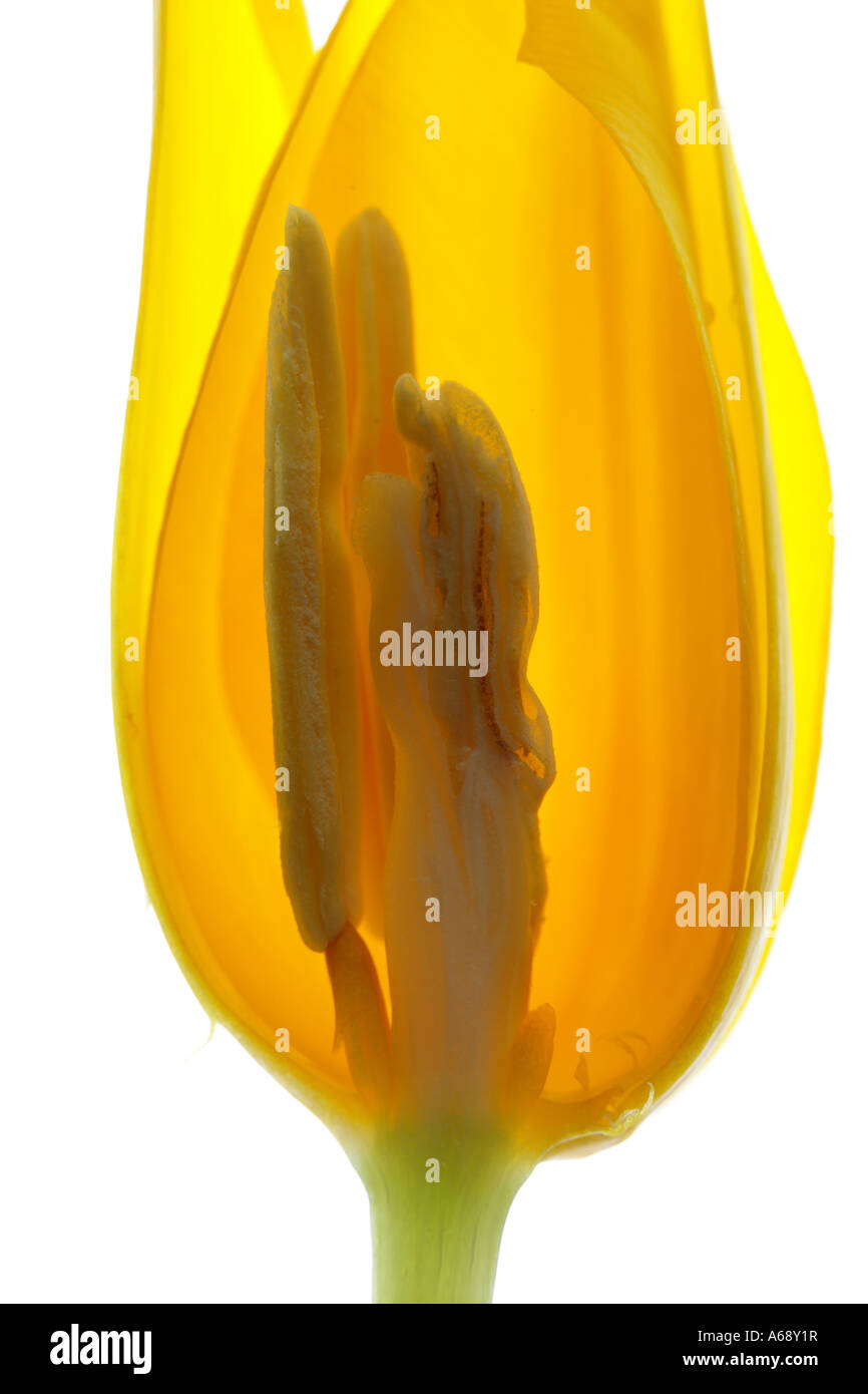 Yellow tulip cross section Stock Photo - Alamy