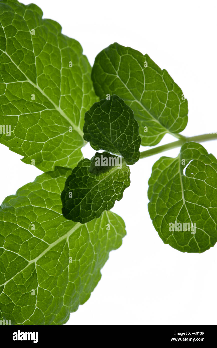 Mint leaves close up Stock Photo - Alamy
