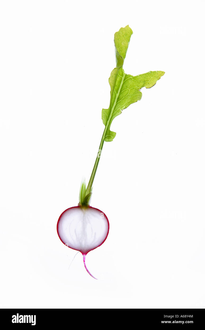 Beetroot cross section Stock Photo - Alamy