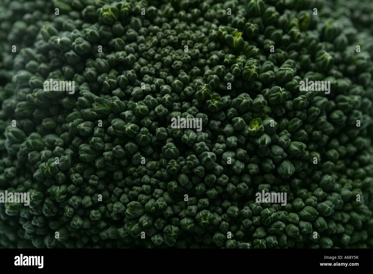 Broccoli close up Stock Photo - Alamy