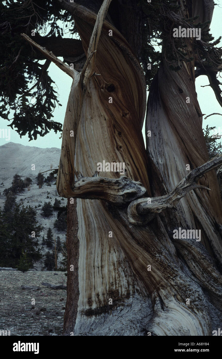 Twisted and weathered trunks of ancient bristlecone pine trees high in ...