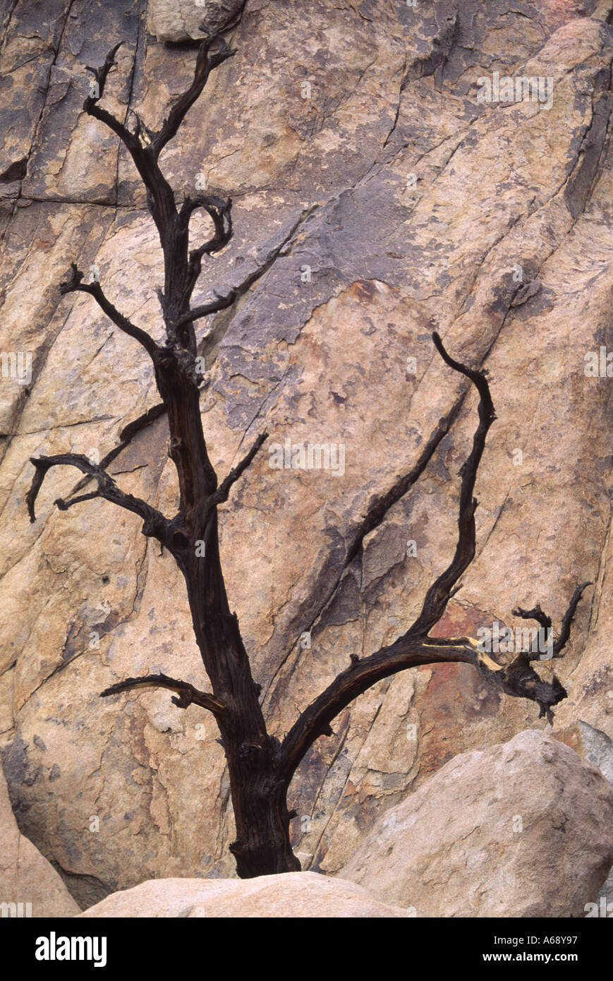 Dead tree in the mojave desert in california hi-res stock photography ...