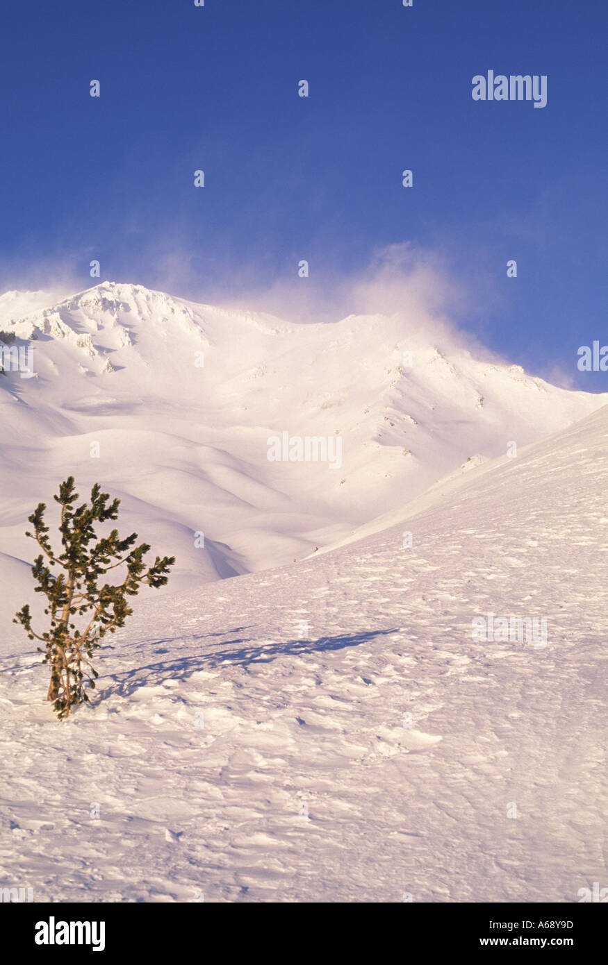 A stunted conifer stands strong at the tree line on a wind blasted ...