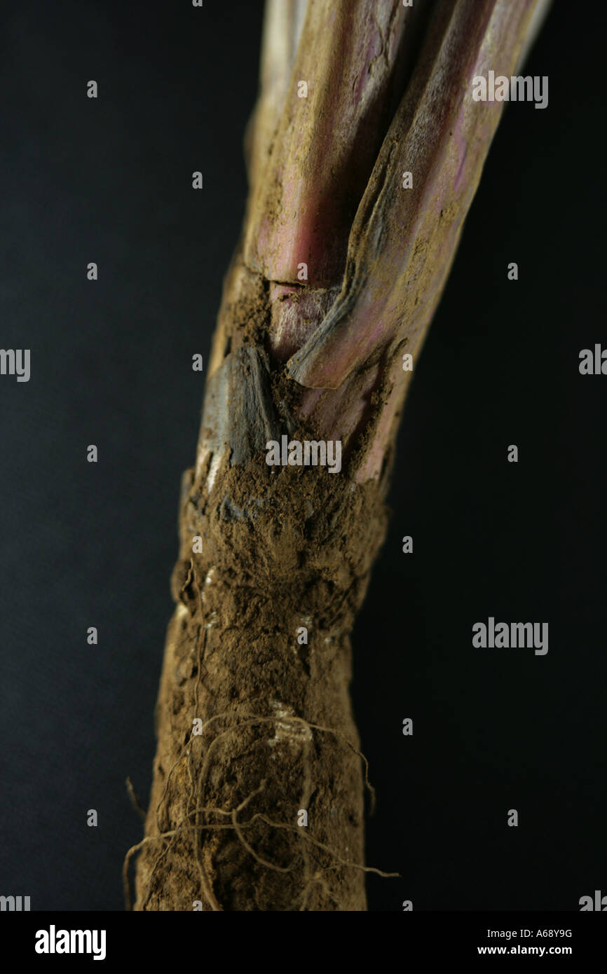 Root and bark Stock Photo - Alamy