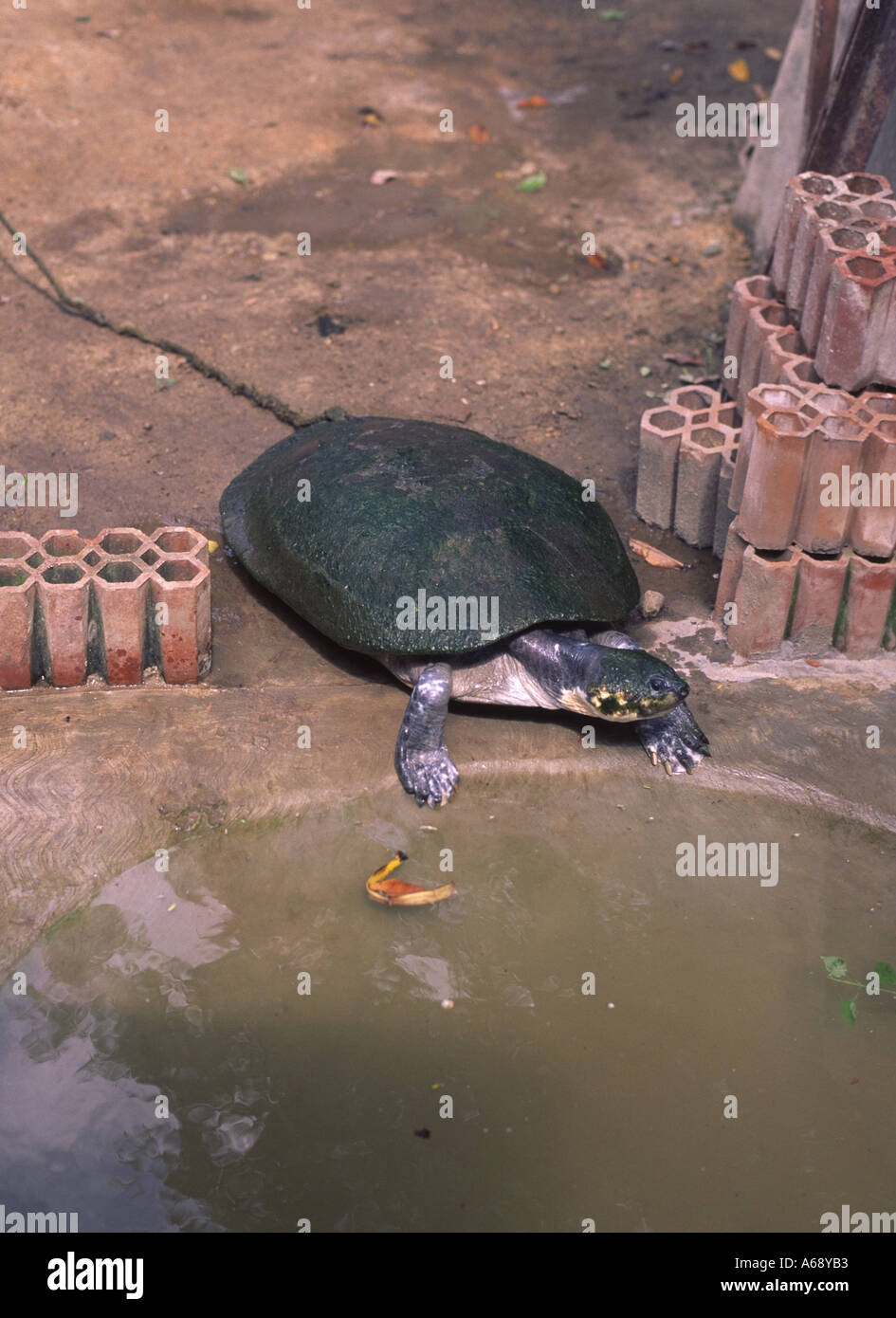 A giant pet turtle rests by his pool on a Venezuelan urban farm Stock ...