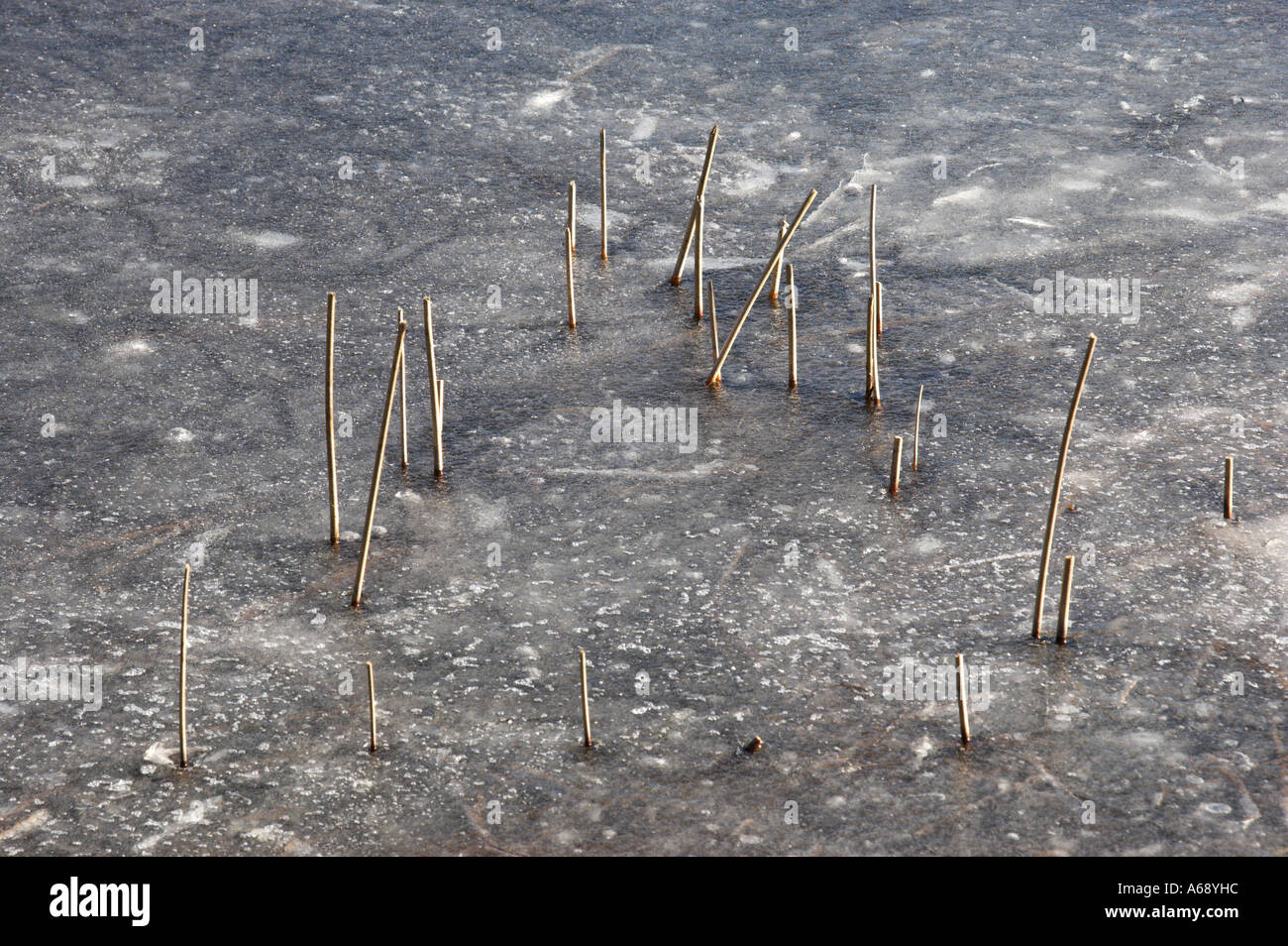 Reed patterns through the ice on Watendlath Tarn Stock Photo - Alamy