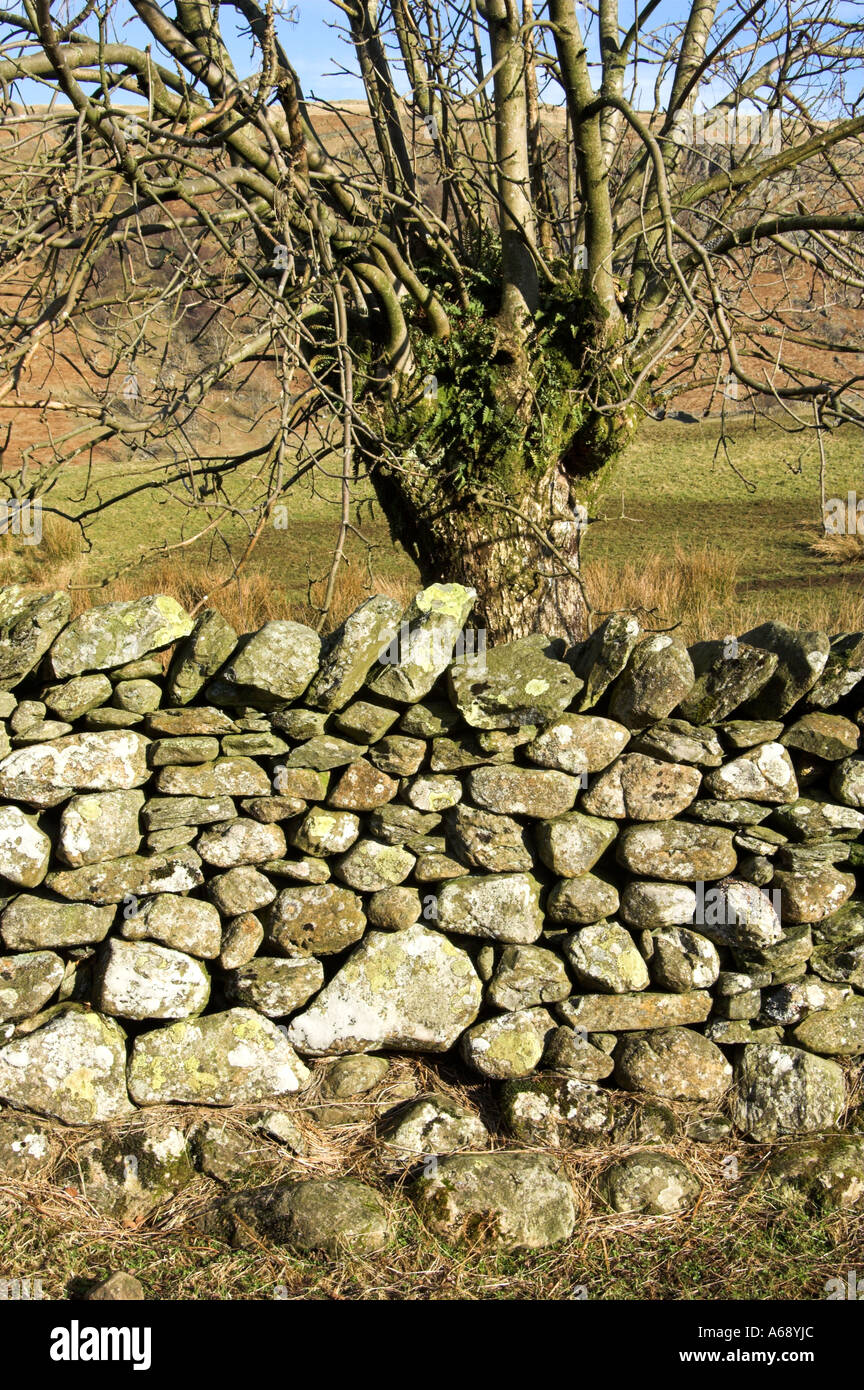 Drystone wall and tree at Watendlath Tarn Stock Photo - Alamy