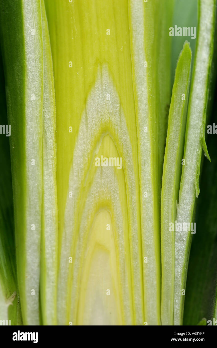 Leek cross section Stock Photo - Alamy