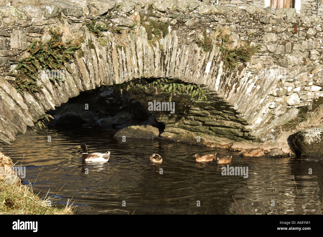 Mallard Ducks under the pack horse bridge at Watendlath Tarn Stock ...