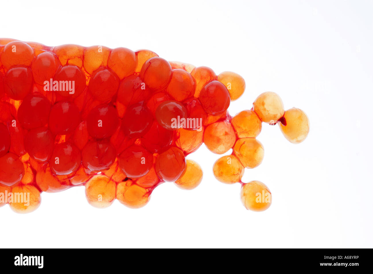 Fish roe close up Stock Photo - Alamy