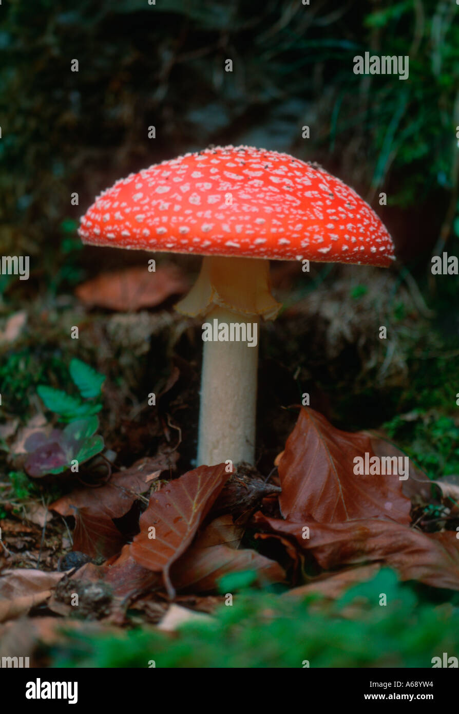 Fly Agaric Mushroom, Amanita muscaria Stock Photo - Alamy
