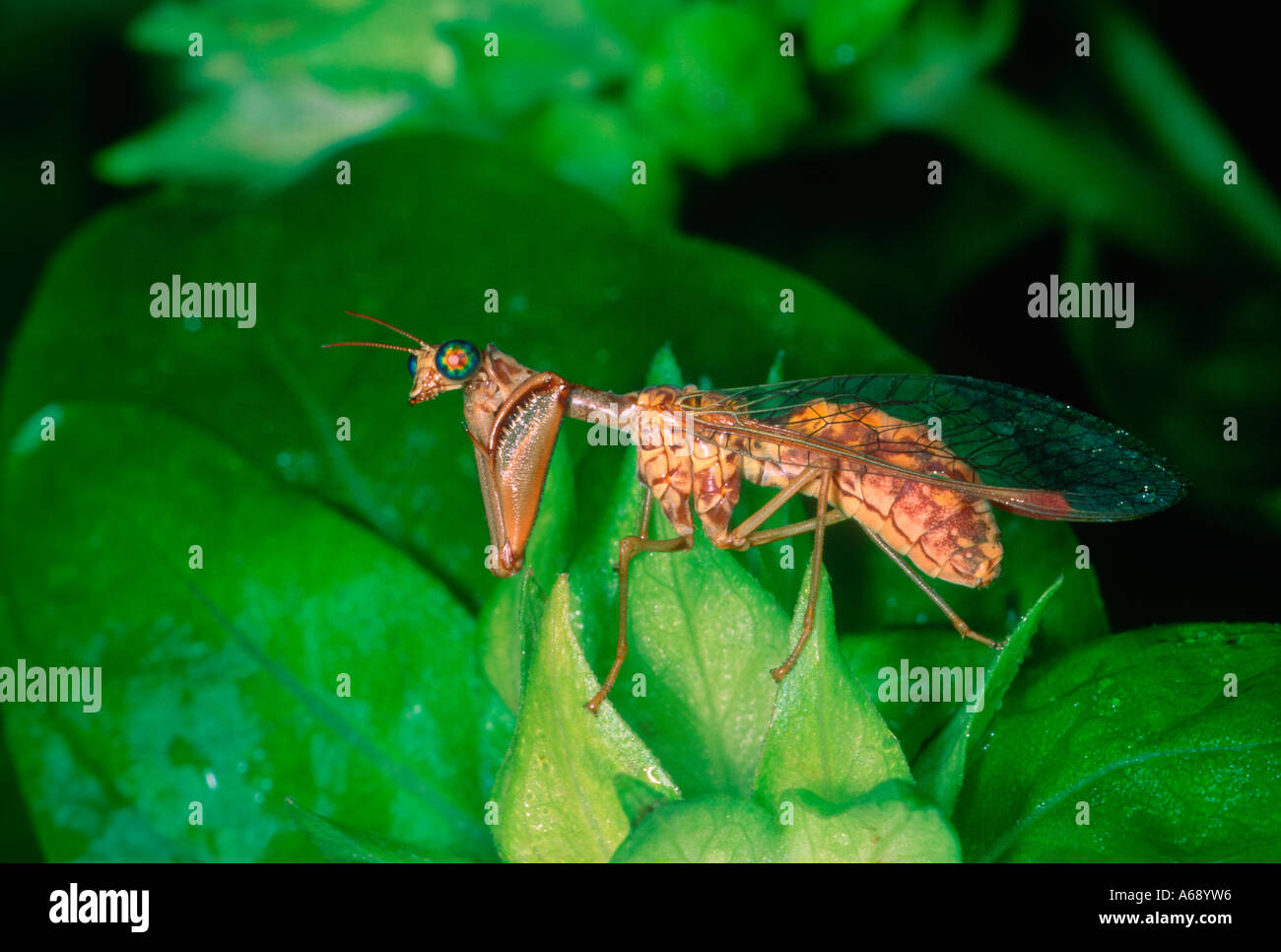 Mantis Fly, Mantispa styriaca Stock Photo - Alamy