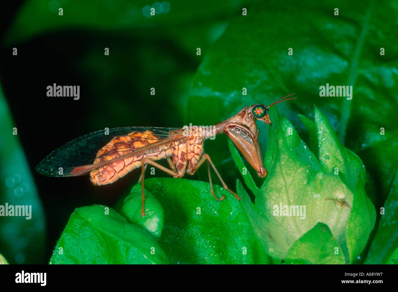 Invertebrate fly mantis hi-res stock photography and images - Alamy